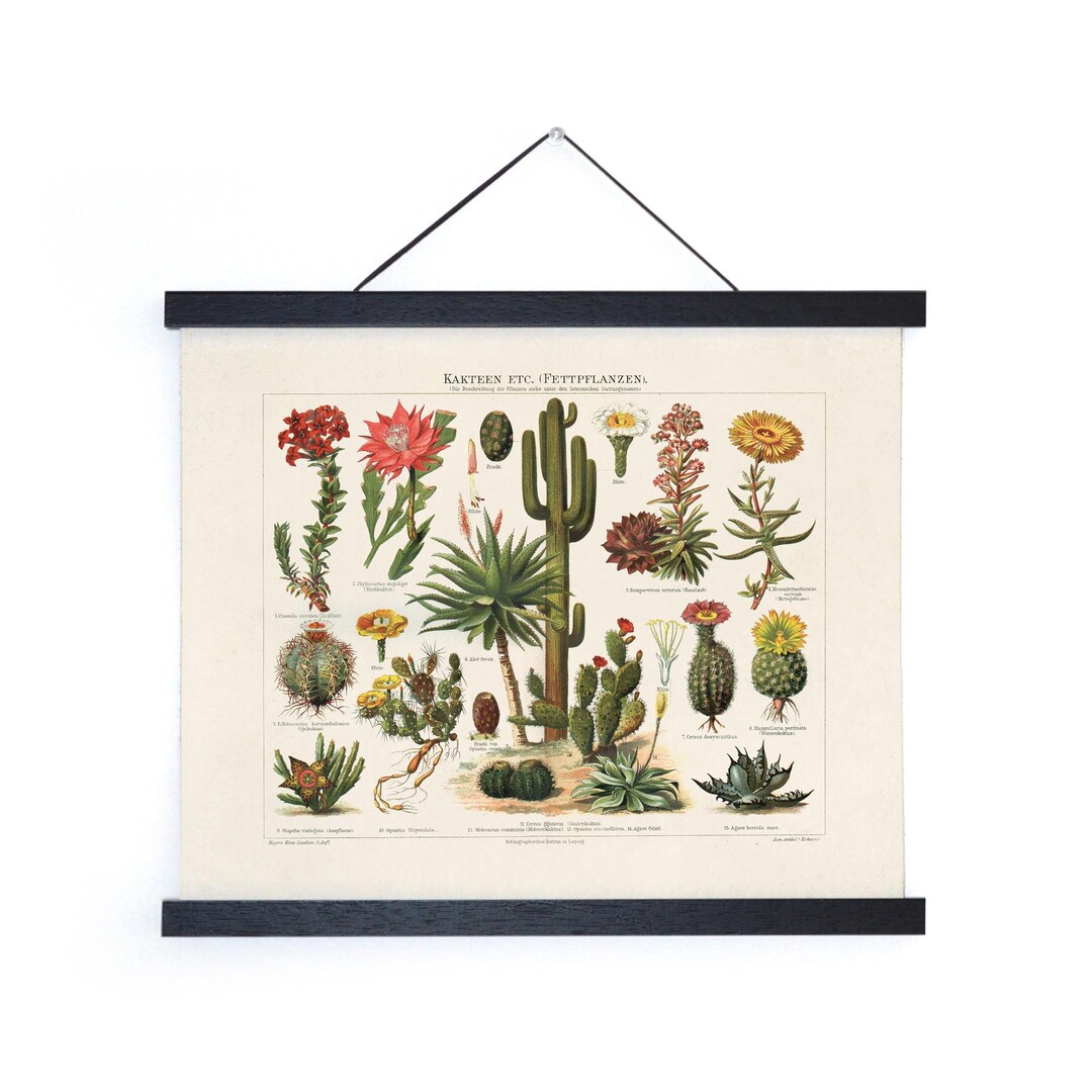 Vintage Botanical Cactus Kakteen Chart 1 Print / High Quality Giclee ...