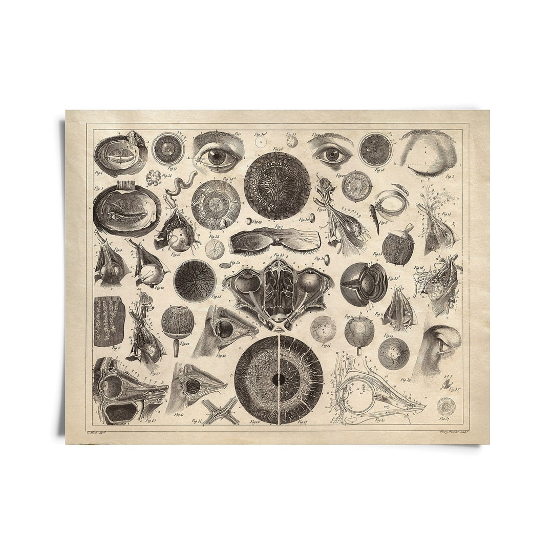 Vintage Anatomy Eye Diagram Optometry Print / High Quality Giclee Print ...