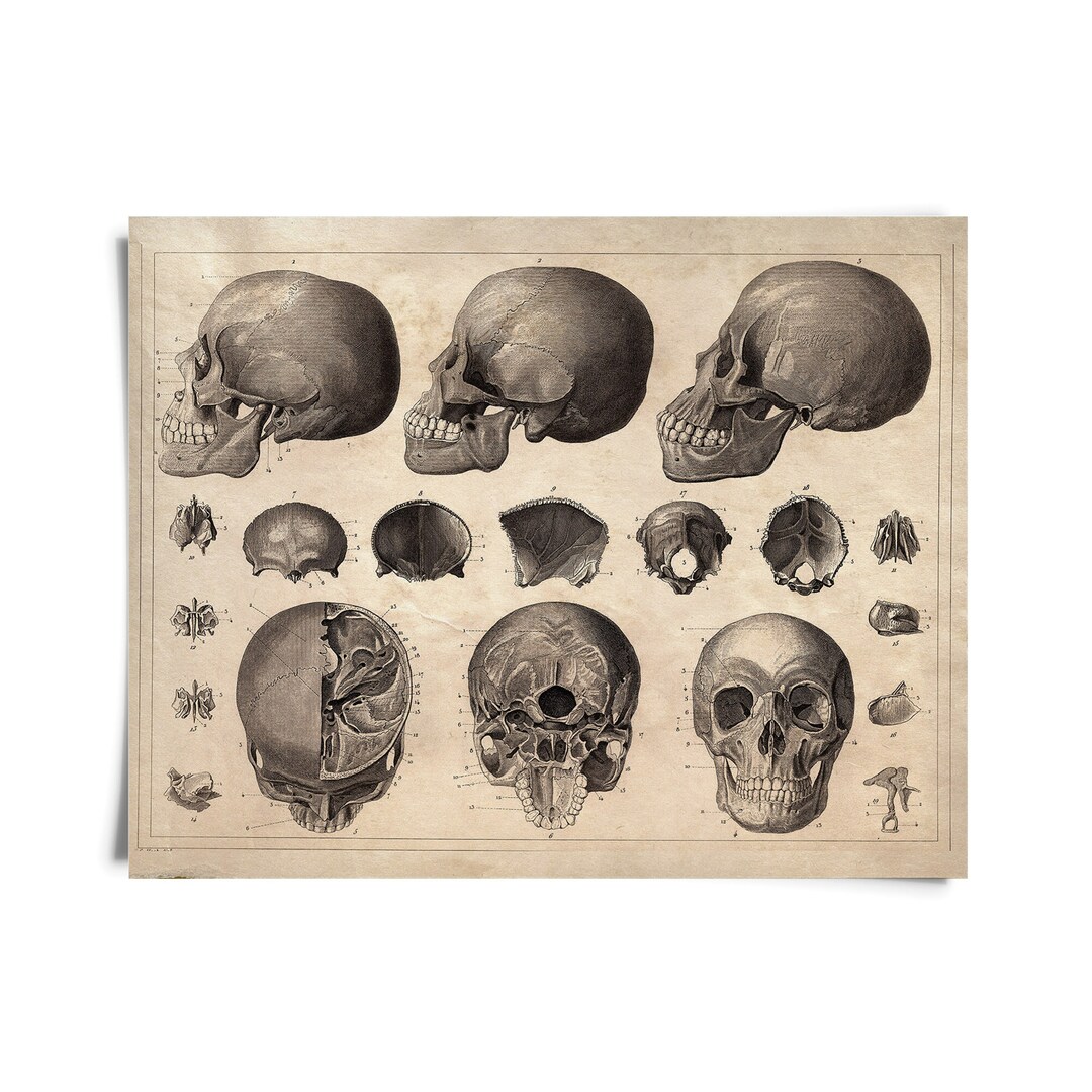 Vintage Anatomy Skull Diagram Print / High Quality Giclee Print - Etsy