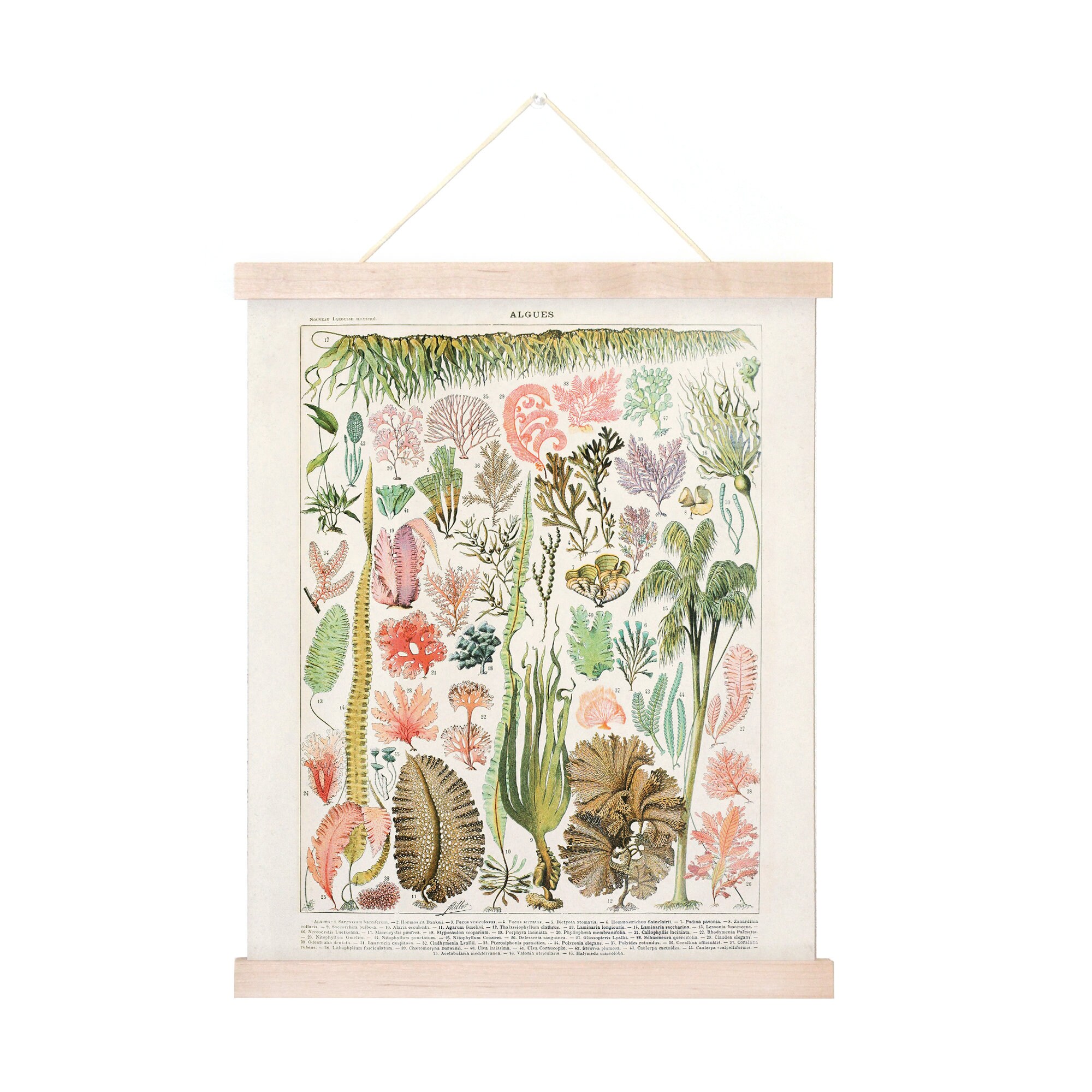 Vintage Botanical Seaweed Algae Print w/ optional frame | Etsy