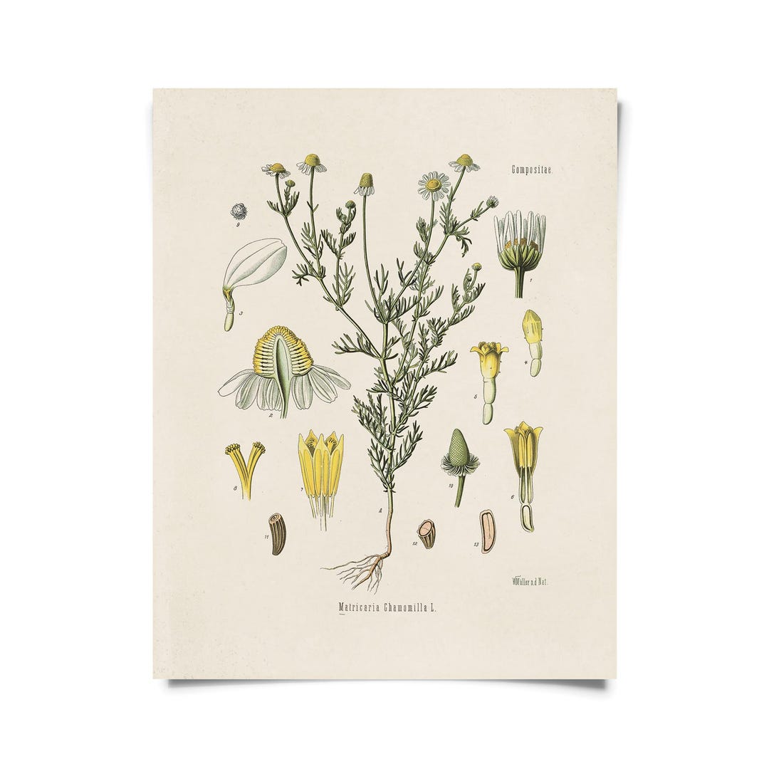 Vintage Botanical Chamomile Flower Print W/ Optional Frame / High ...