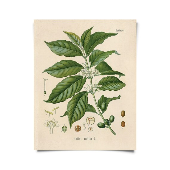 Vintage Botanical Coffee Plant Print w/ optional frame | Etsy