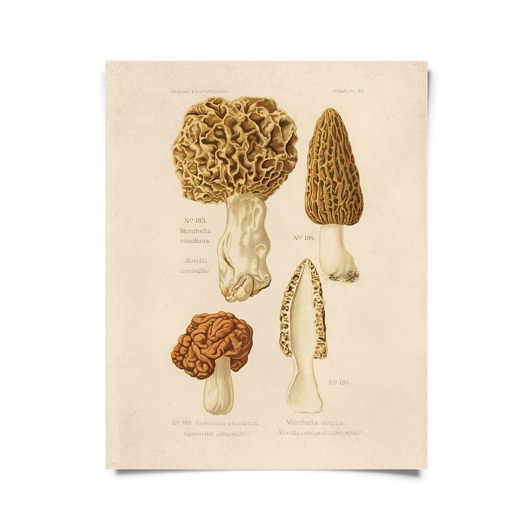 Vintage Botanical Mushroom Morels Print W/ Optional Frame / High ...