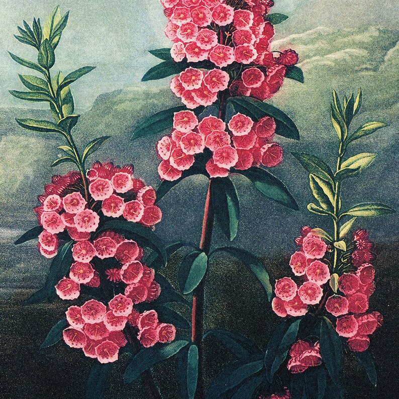 Vintage Botanical Mountain Laurel Kalmia Flower Print W/ Optional ...