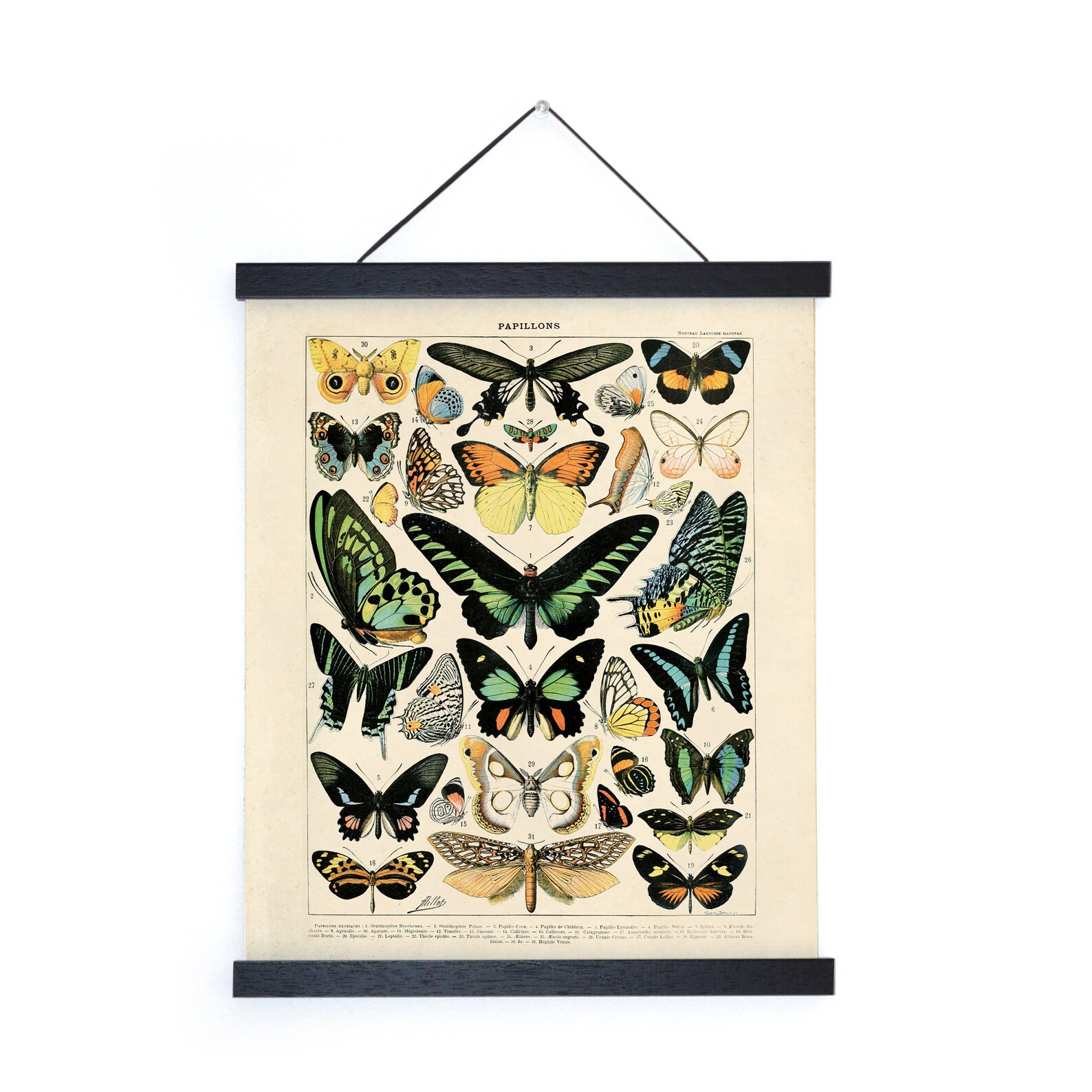 Vintage Nature French Butterfly Papillons 1 Print W/ Optional - Etsy