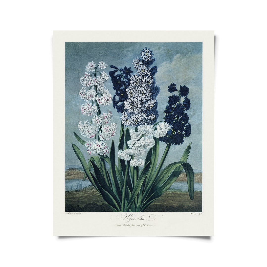 Vintage Botanical Hyacinths Flower Print W/ Optional Hanging Frame ...