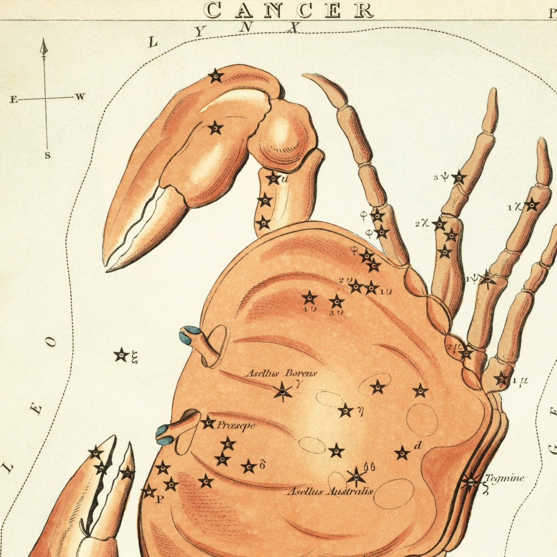 Vintage Cancer Zodiac Astrology Sign Print From Urania’s Mirror Star ...