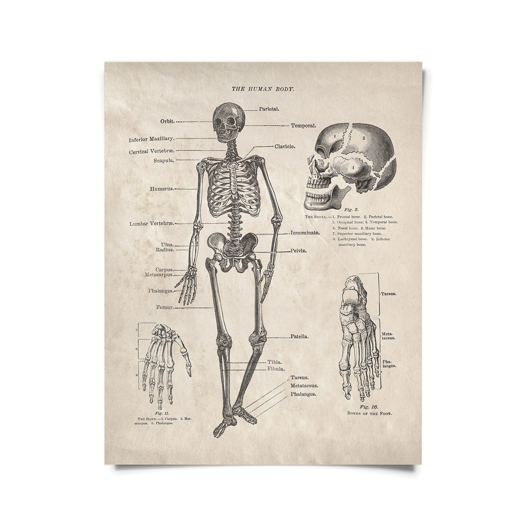 Vintage Anatomy Human Body Skeleton Print W/ Optional Frame / High ...