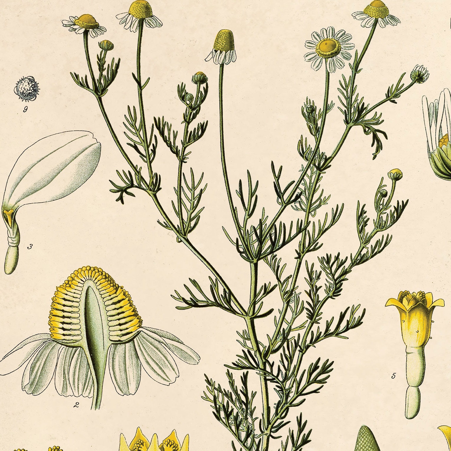 Vintage Botanical Chamomile Flower Print w/ optional frame | Etsy
