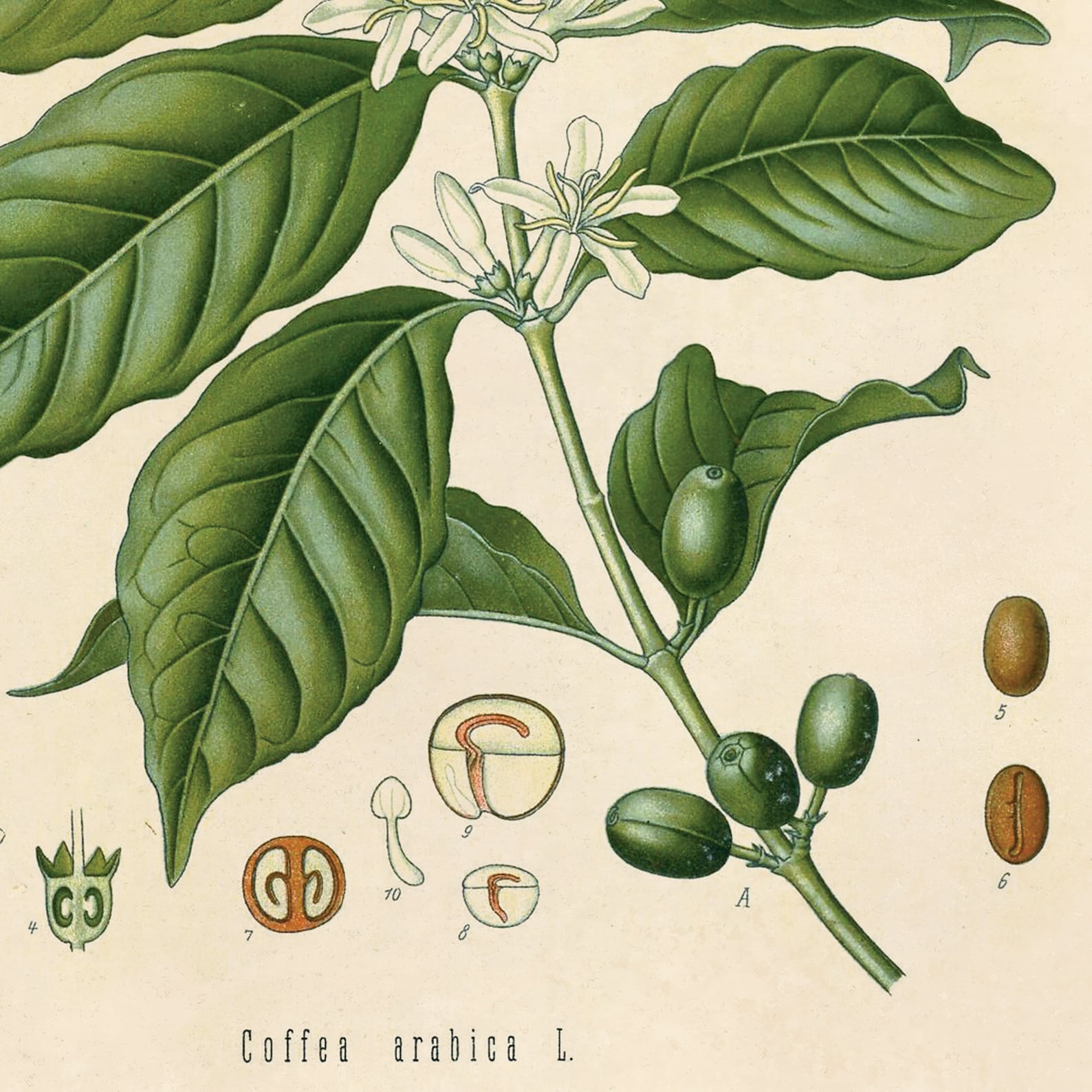 Vintage Botanical Coffee Plant Print w/ optional frame | Etsy