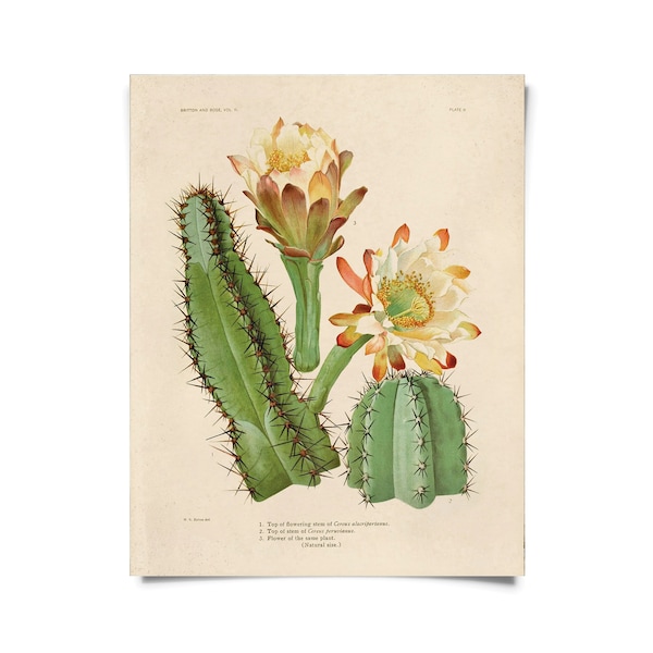 Cactus Print - Etsy