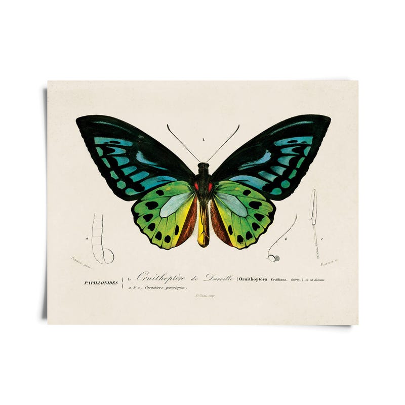 Birdwing Butterfly Print - Etsy