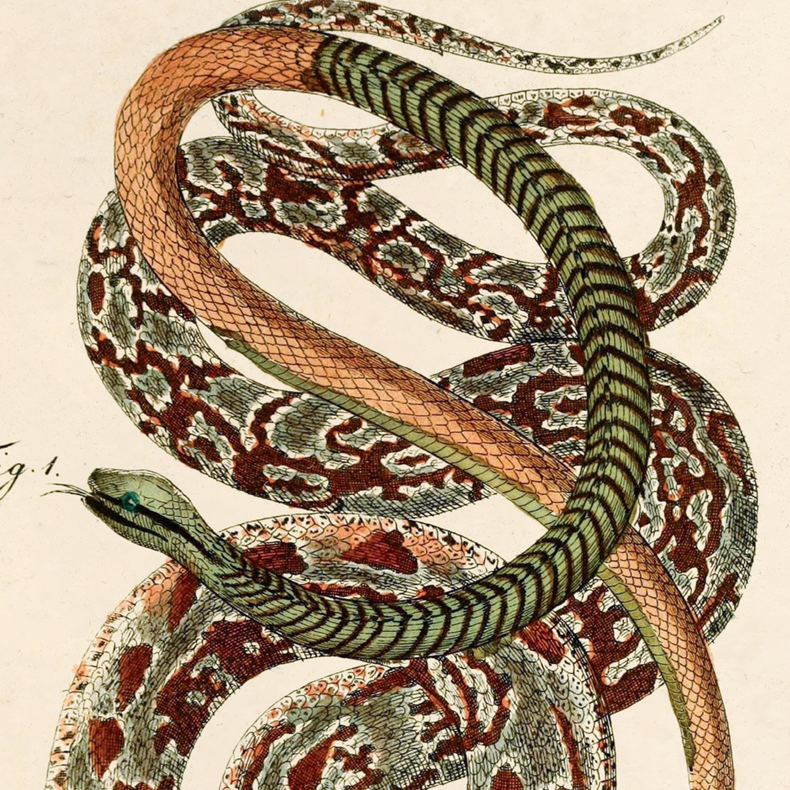 Vintage French Snake Zoology 2 Print W/ Optional Frame / High Quality ...