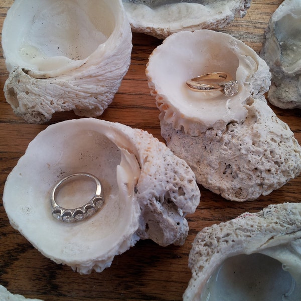 Seashell Ring Holder - Etsy