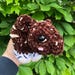 Tate the Tapir Crochet Plushie Pattern - Etsy