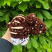 Tate the Tapir Crochet Plushie Pattern - Etsy