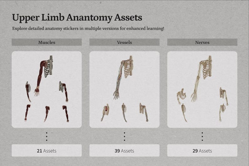 Mastering Upper Limb Anatomy: Multi-angle, High-res Stickers for Med ...