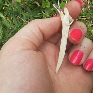 Real Blue Catfish Barb Bone Pendant - Etsy