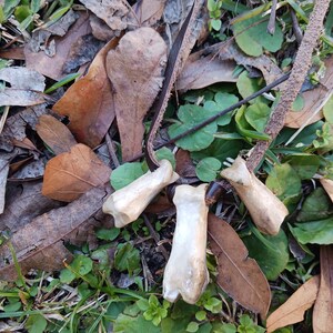 Mountain Man Deer Toe Bone Necklace - Etsy