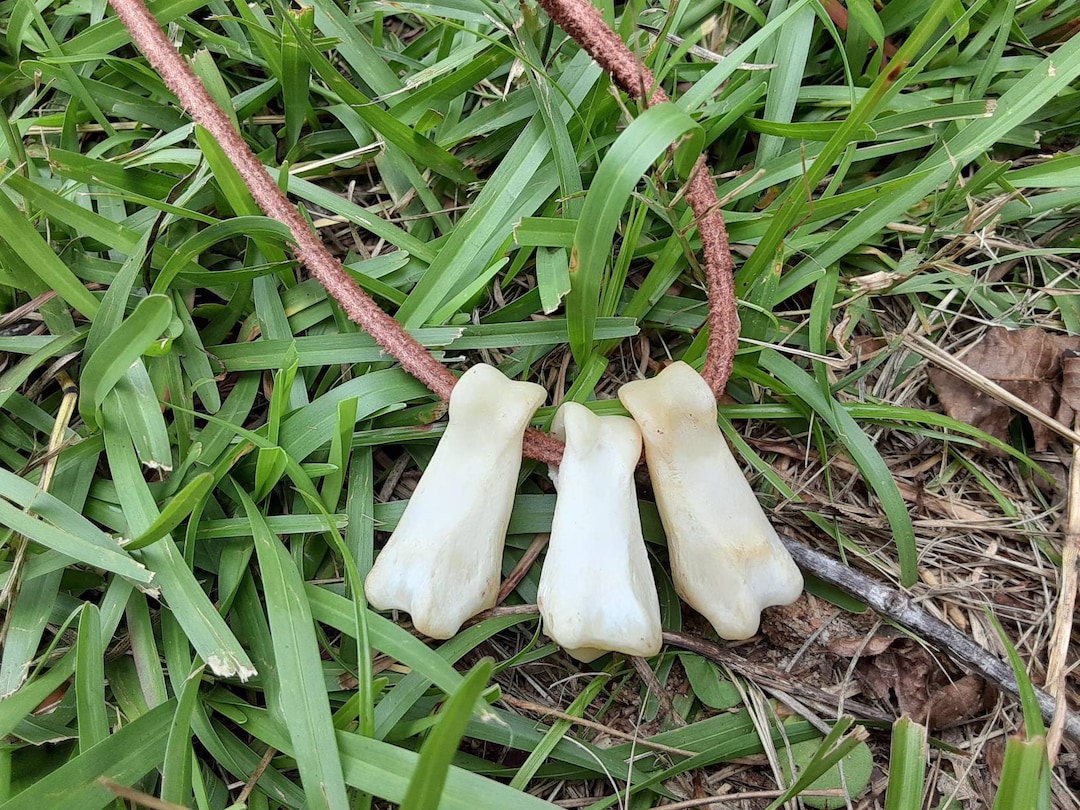 Mountain Man Deer Toe Bone Necklace - Etsy
