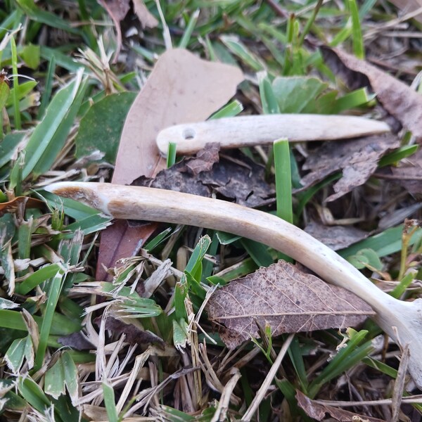 Bone Stone - Etsy