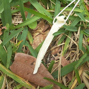 Real Blue Catfish Barb Bone Pendant - Etsy