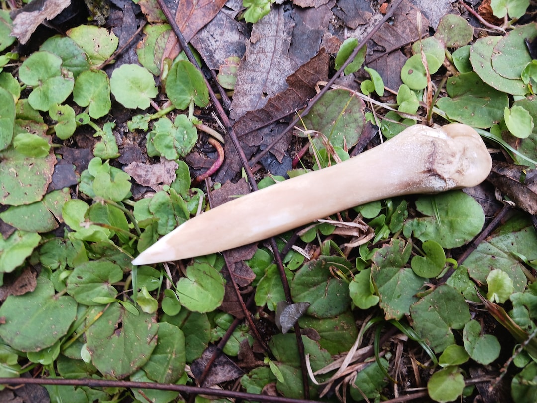 Stone Age Deer Bone Awl - Etsy