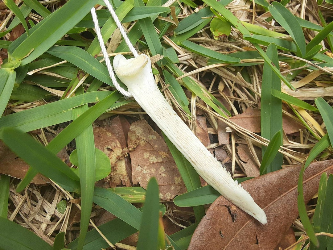 Real Blue Catfish Barb Bone Pendant - Etsy