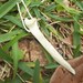 Real Blue Catfish Barb Bone Pendant - Etsy