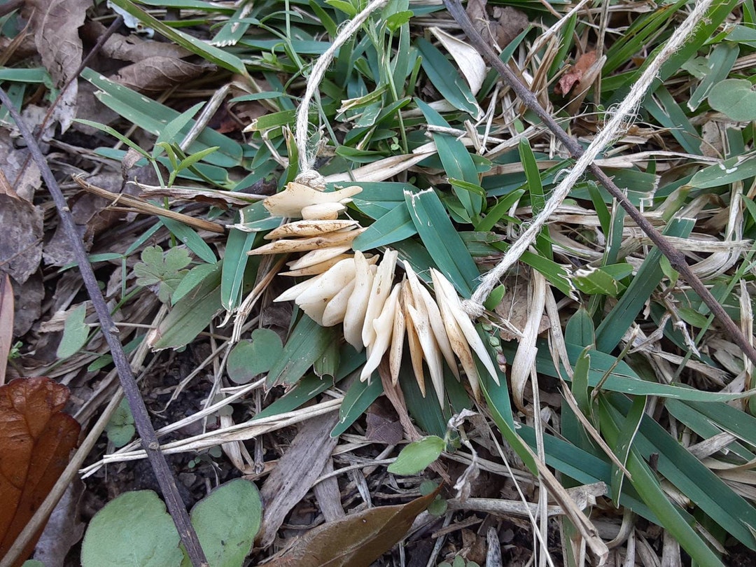 Real Alligator Gar Scale Necklace - Etsy