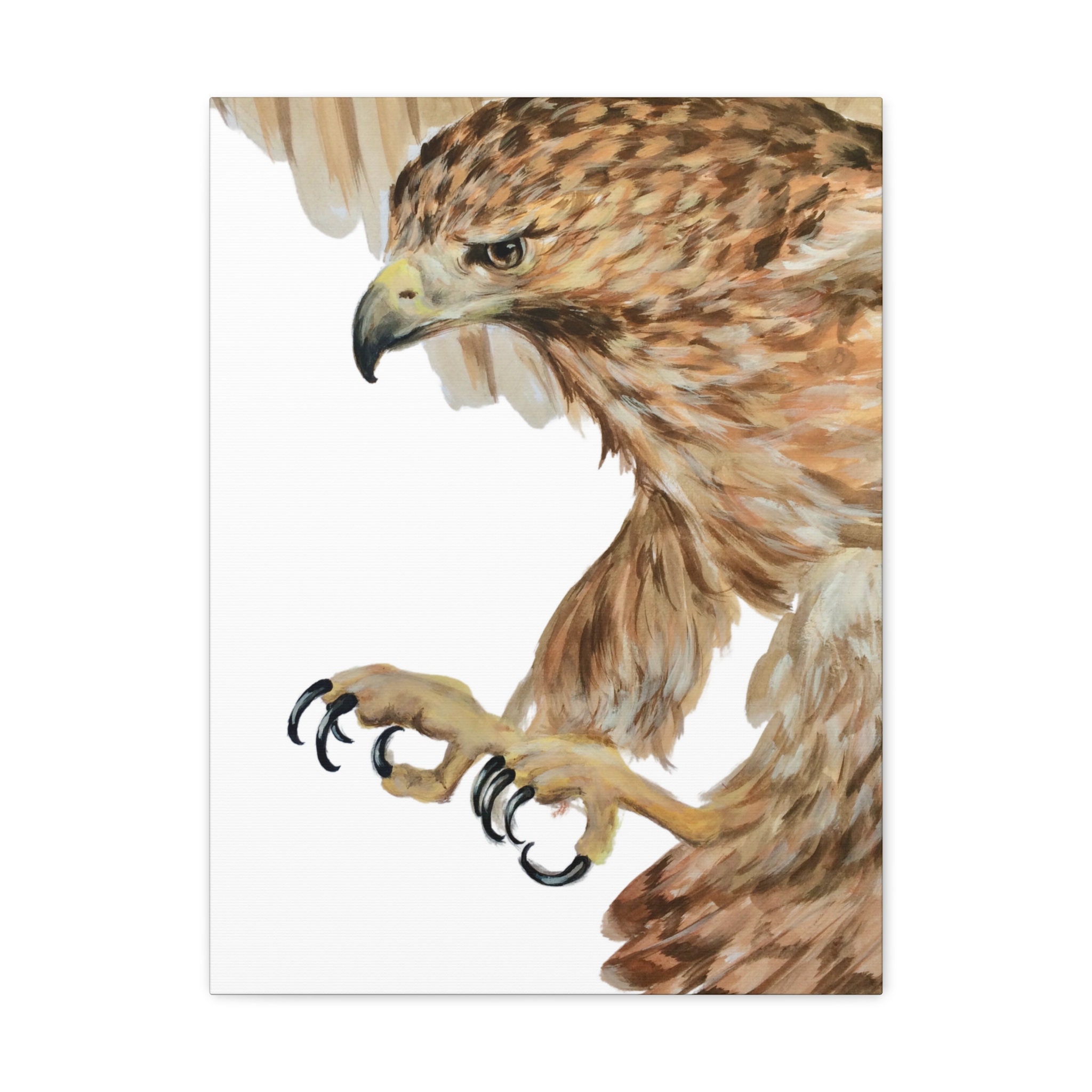 Red Tail Hawk Art