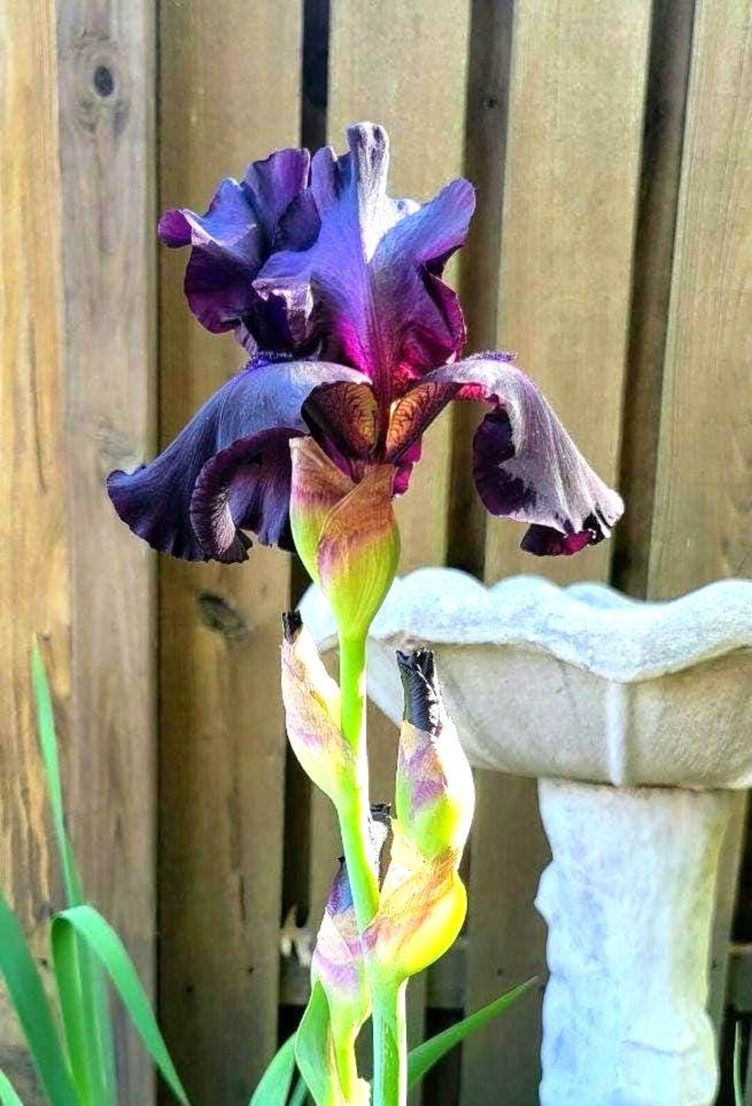 Award-winning Heirloom Purple Iris Bulbs-deep Rich Color, Rare Garden ...