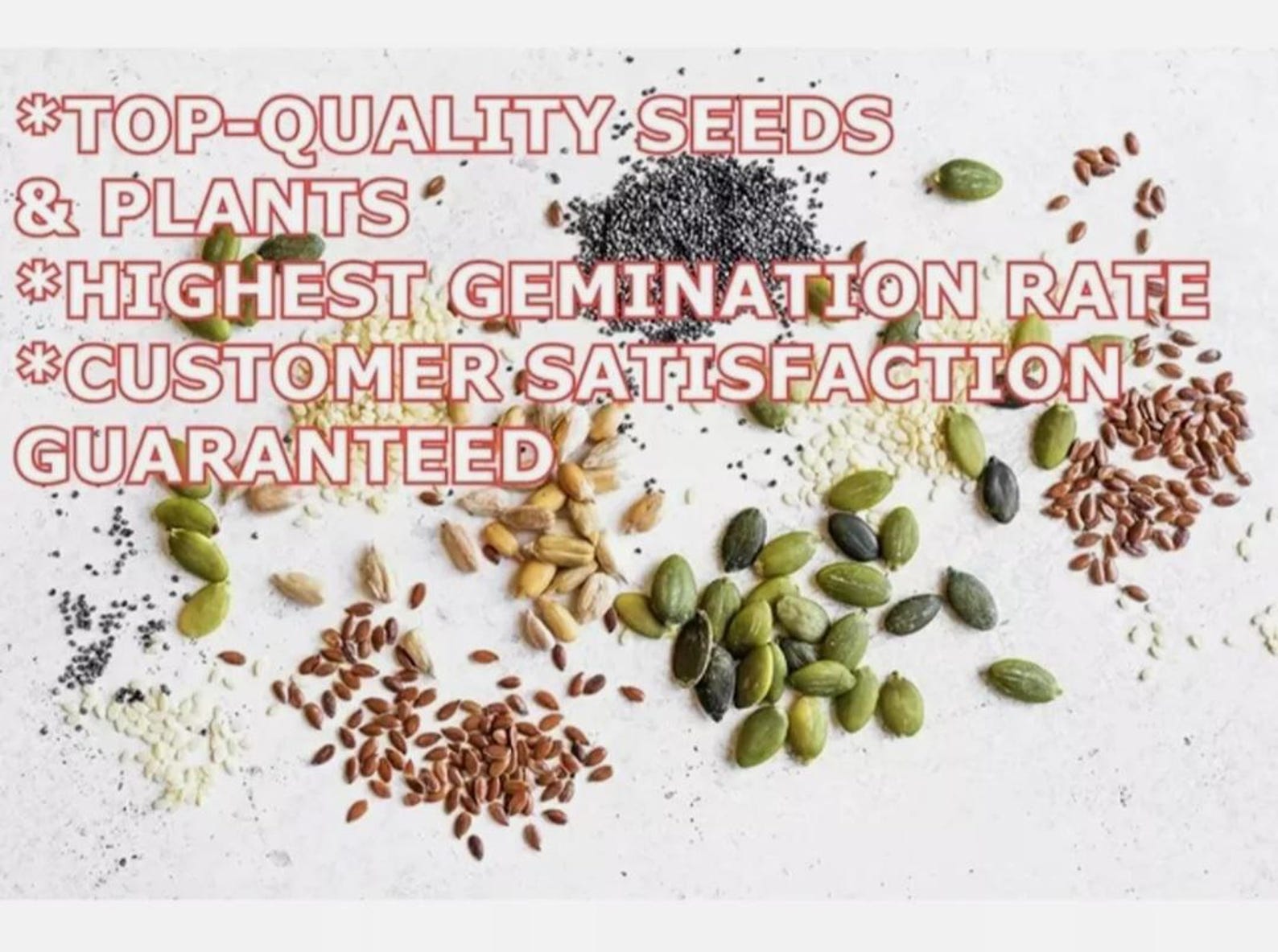 25+ Seeds Purple Tip Calathea Couture Flower Indoor or Outdoor ...