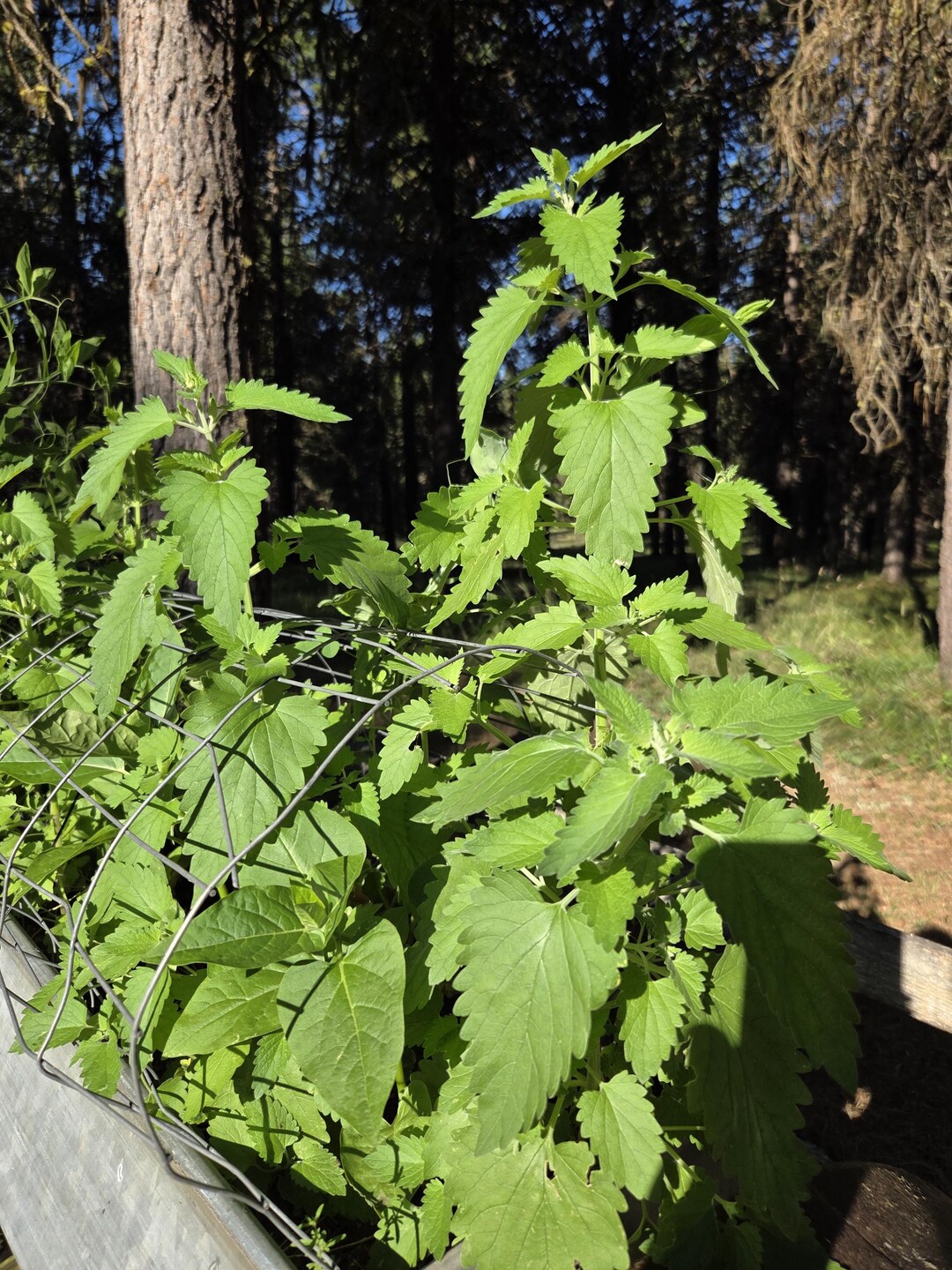 Fresh, Organic Catnip/catmint- 7 Oz Bag - Etsy