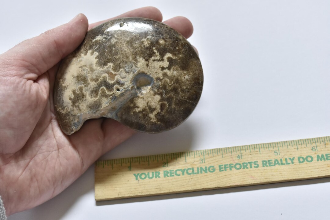 Polished Moroccan Ammonite Fossil – Large 4" Specimen – Beautiful ...