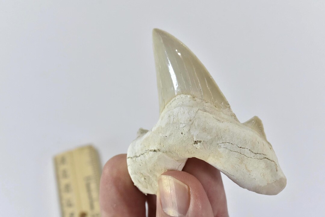 Museum Quality Otodus Shark Tooth Fossil – Large & Razor Sharp ...