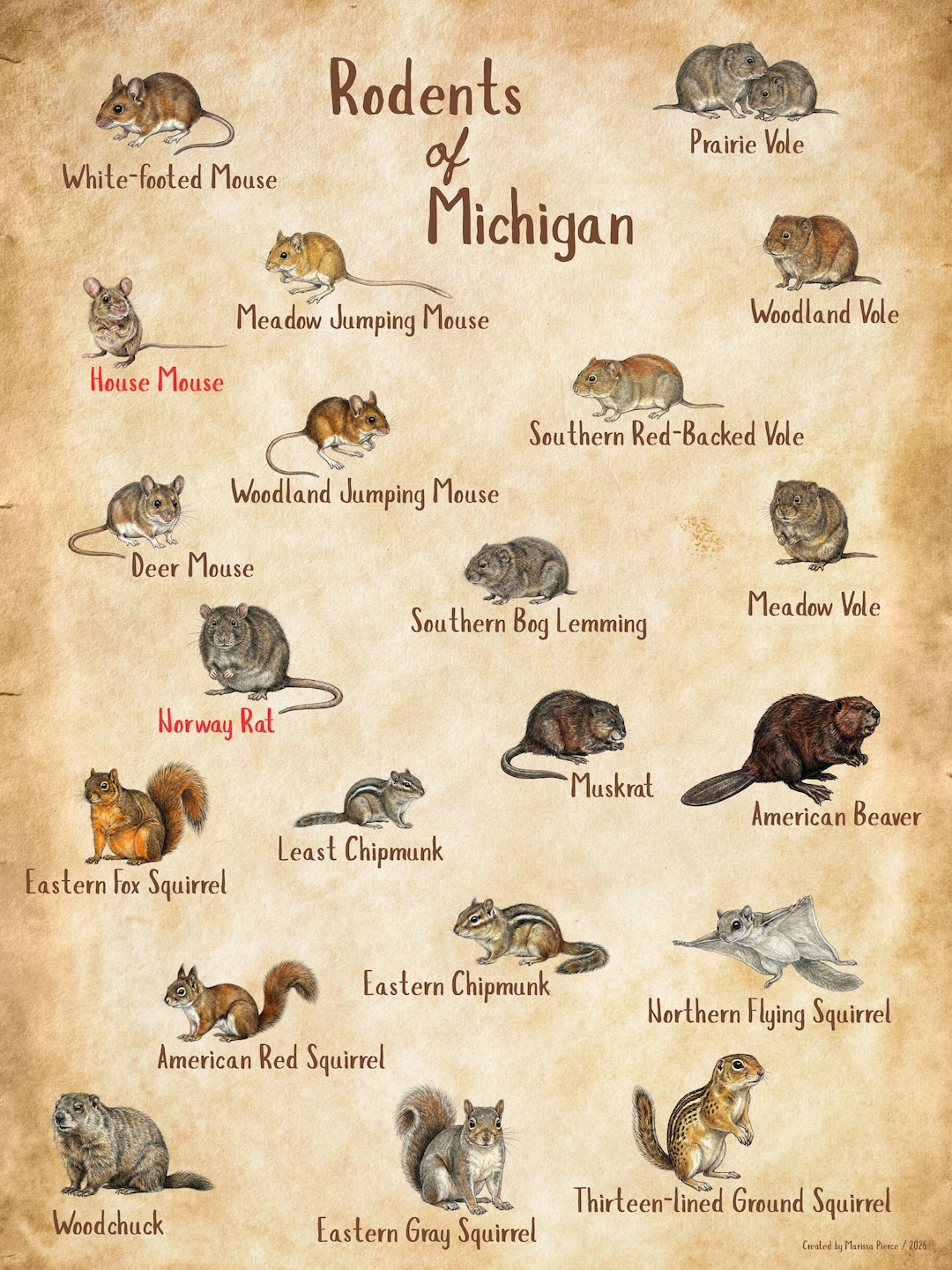 Rodents of Michigan Poster (antique) - Digital - Etsy