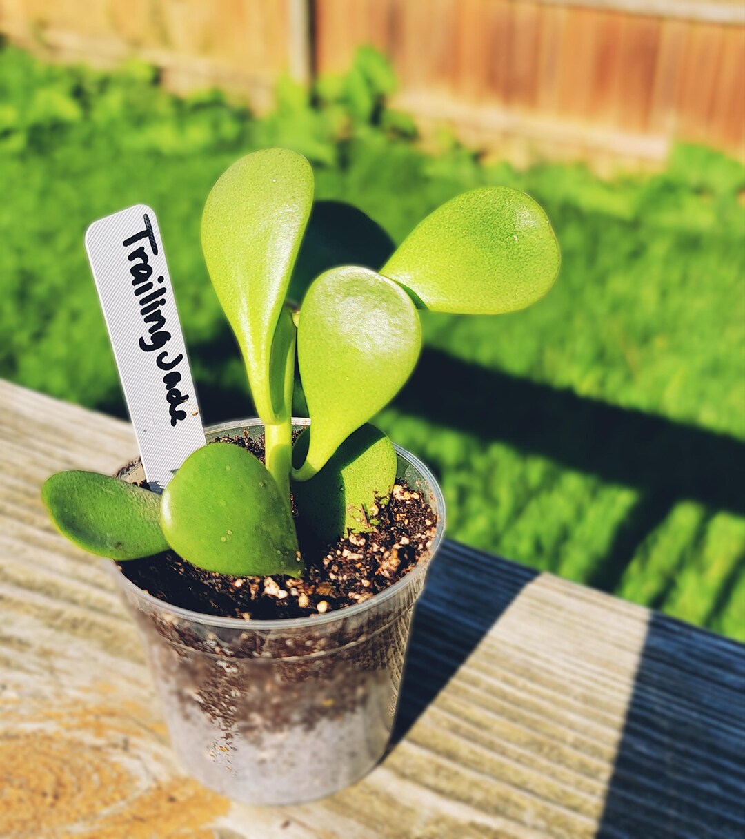 Trailing Jade Plant, 2" Pot. - Etsy
