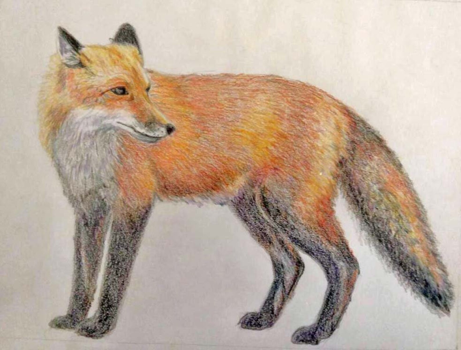 Original Red Fox Drawing With Color Pencils on Paper by Artist | Etsy
