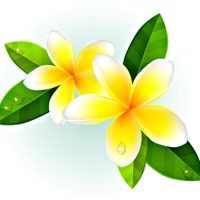 HAWAIIAN PERFUME. Island Dreams: an Exotic White Floral With Tiare ...