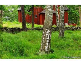 Love at First Sight, Red Mill, Clint NJ, Ducks in Love, Ducks in Nature ...