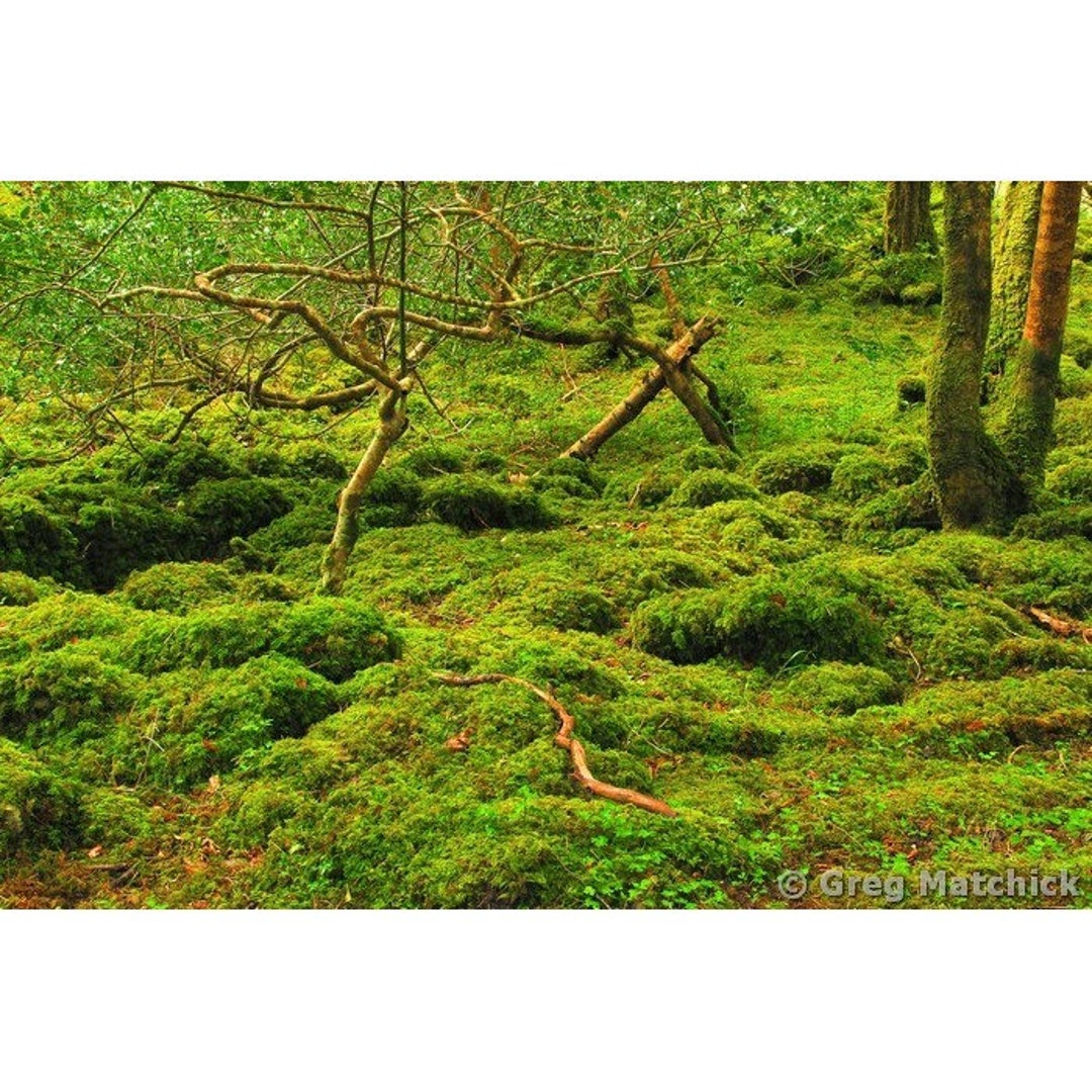 Fine Art Color Photography of Mossy Forest Landscape in Ireland "mossy ...