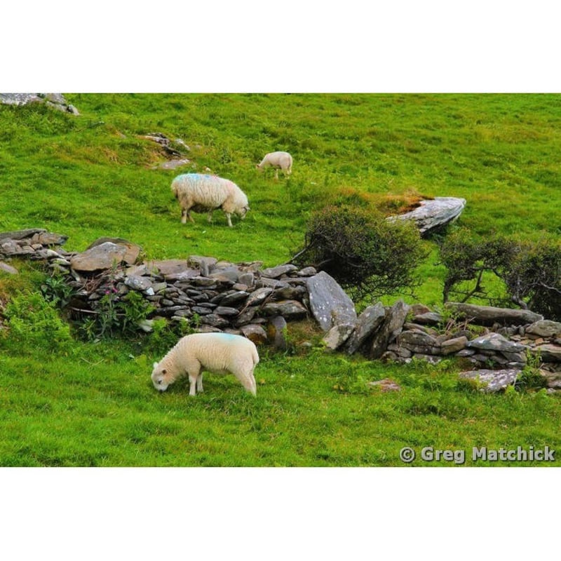 Irish Sheep - Etsy