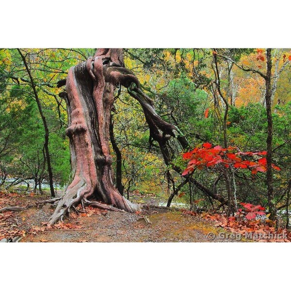 Weathered Cedar - Etsy