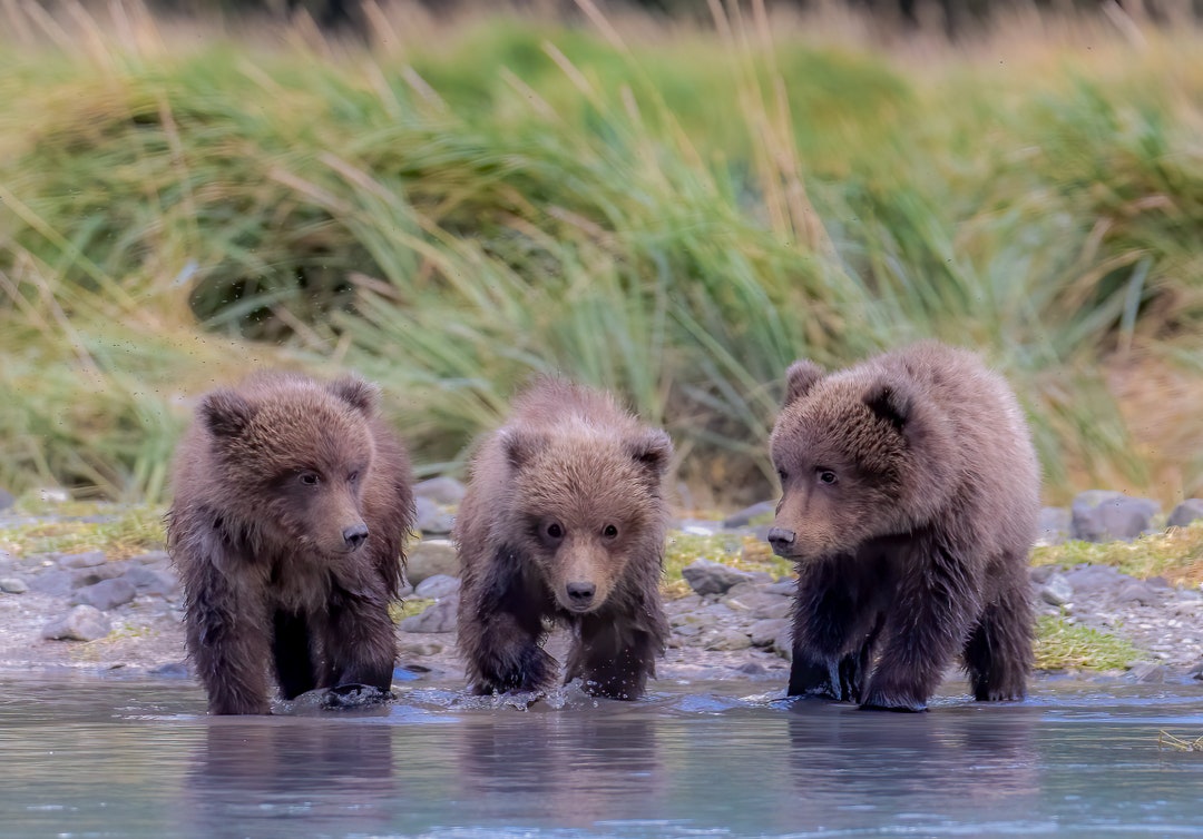 3 Grizzly Cubs - Etsy