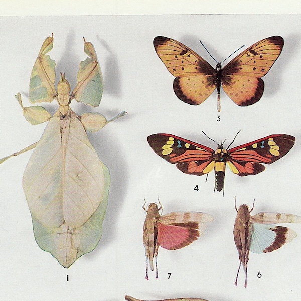 Insect Specimens - Etsy