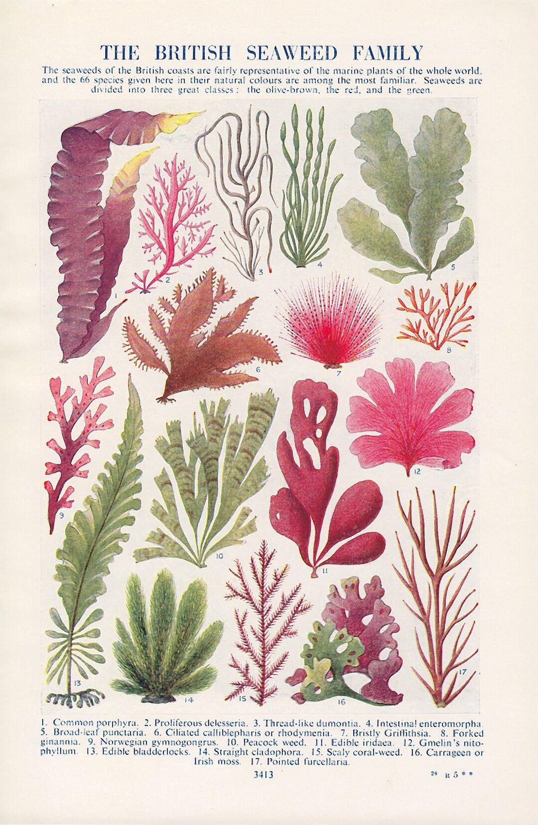 SEA WEED Seaweeds, 1950s Vintage Botanical Sea Plants Print, Double ...