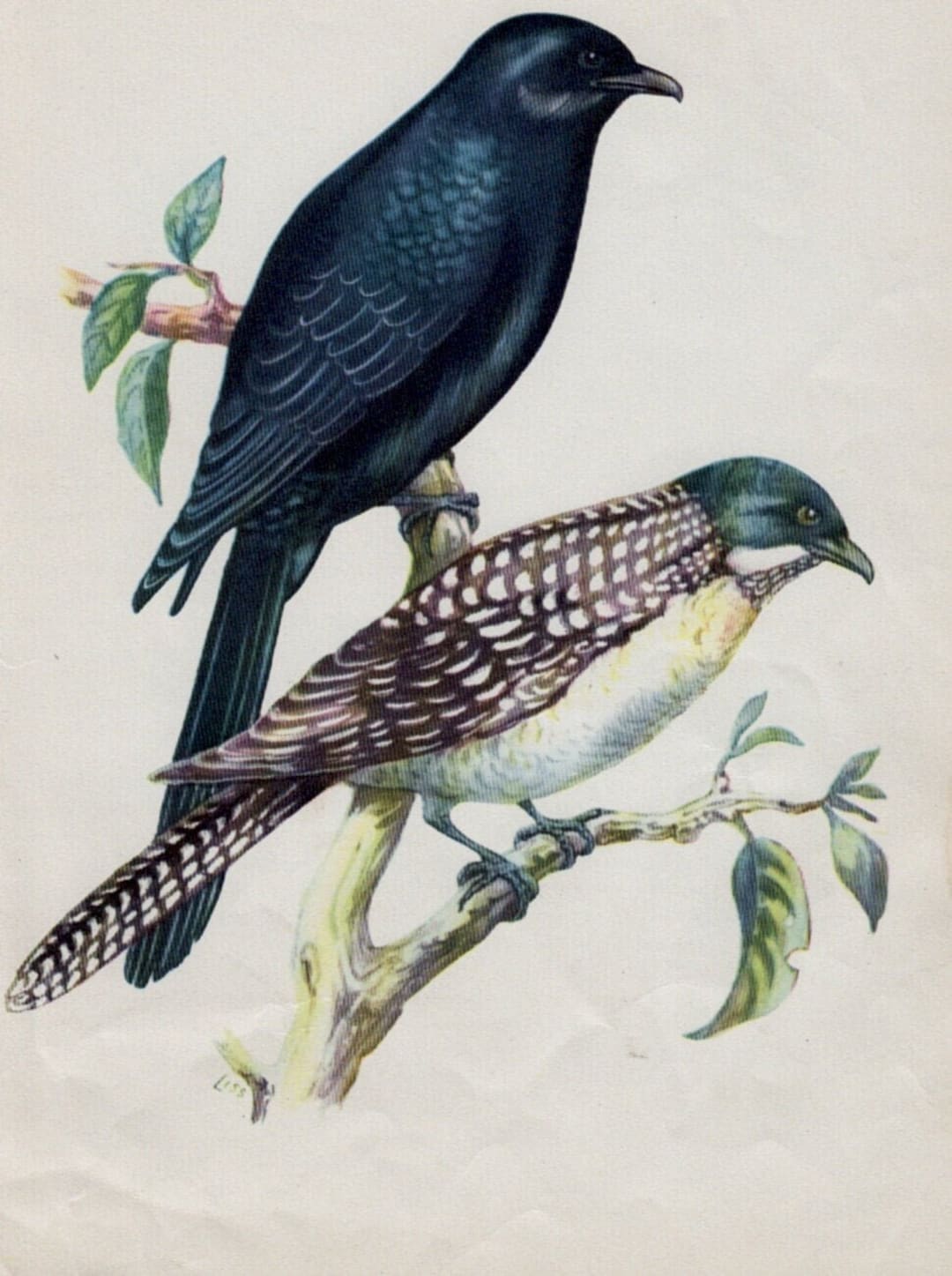 Flinders Cuckoo or Coo-ee Bird, Australian Native Bird Print, 1950s ...