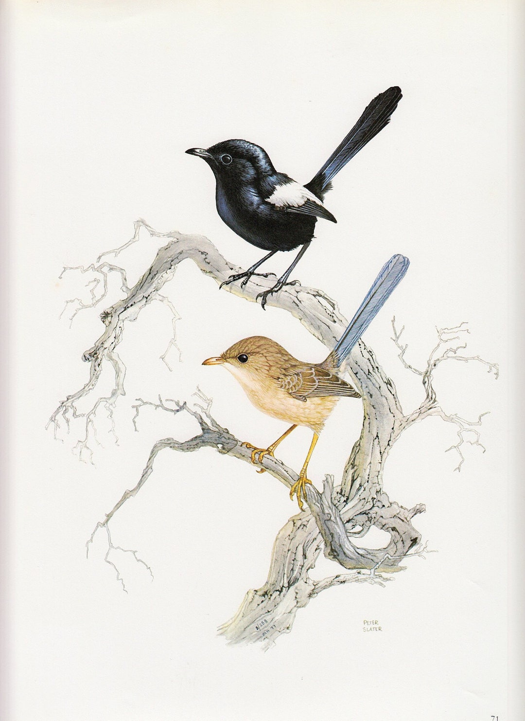 Black and White Wren Wrens, 1970s Vintage Print of Native Australian ...