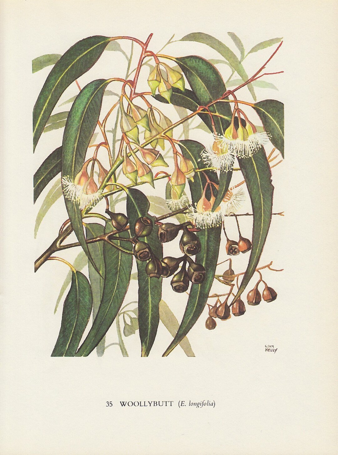 Woollybutt Tree, Botanical Print of Flowering Australian Gum Tree With Gumnuts White Flowers ...